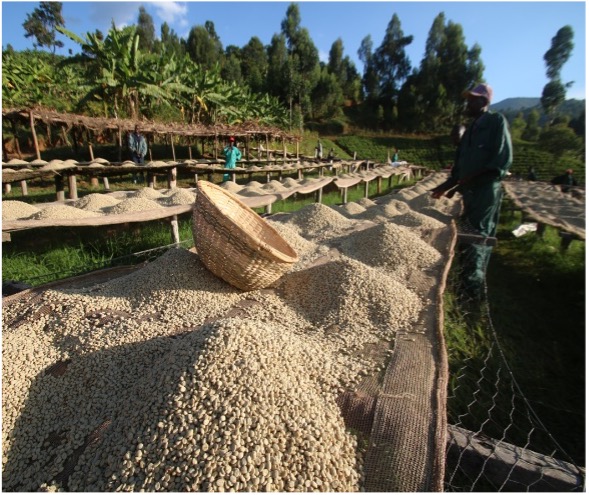 Coffee Plantation Geo-database | Earth-i